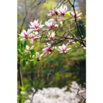 Magnolia Tree - How to Keep It Small(Pruning Guide)