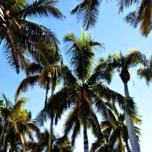 5 Spiritual And Prophecy Lessons of the Palm Tree