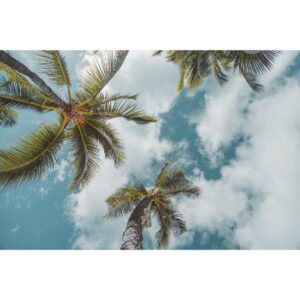 5 Spiritual And Prophecy Lessons of the Palm Tree