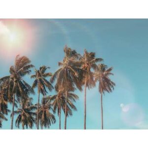 5 Spiritual And Prophecy Lessons of the Palm Tree