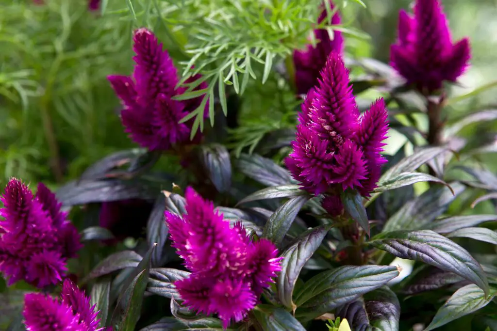 The Journey of Celosia Propagation : From Cuttings to Blooms!