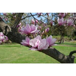 Top 30 Flowers That Symbolize Transformation (Best Blooms)