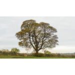 Sycamore Tree Characteristics And 10 Incredible Facts