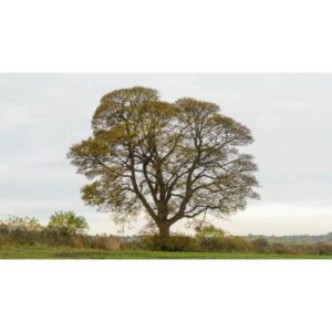 Sycamore Tree Characteristics And 10 Incredible Facts