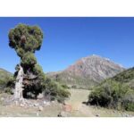 Juniper Tree in the Bible - What Does It Represents?