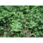 7 Fastest Growing Juniper for Ground Cover - List With Names
