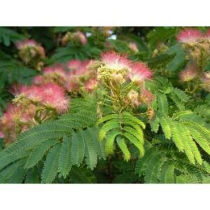 How Fast Do Mimosa Trees Grow? Mature Height And Lifespan