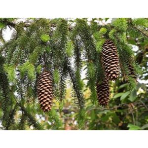 Norway Spruce Growth Rate Per Year (upto 10 Years)