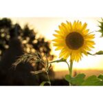 70 Interesting Facts About Sunflower (Everything About It)
