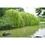 Australian Willow Tree Pros and Cons - The Top 16 Facts