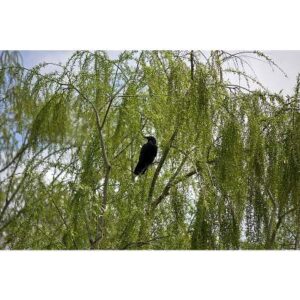 Australian Willow Tree Pros and Cons - The Top 16 Facts