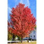 Difference between Celebration Maple and Autumn Blaze