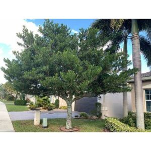 Florida's Hidden Gem: Japanese Blueberry Trees in Landscaping