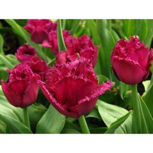 50 Different Types of Tulip Varieties for Your College Garden