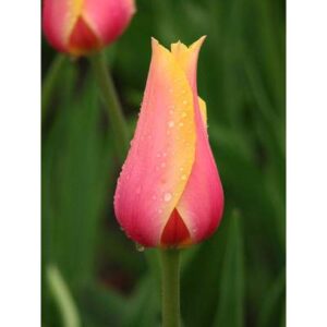 50 Different Types of Tulip Varieties for Your College Garden