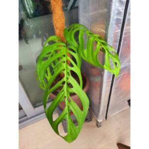 Monstera Esqueleto vs Monstera Obliqua: Ultimate Guide