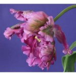 50 Different Types of Tulip Varieties for Your College Garden