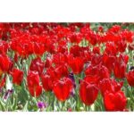 Meaning of Red Tulips, Symbolism And Its Beautiful Colors