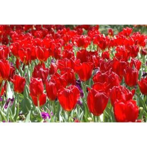 Colors of Tulips: A Complete List of Tulip Colors