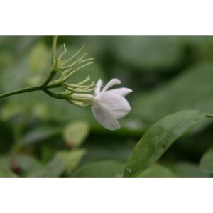 Sampaguita Flower Symbolism in Filipino Culture