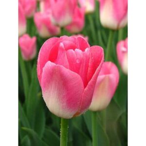 50 Different Types of Tulip Varieties for Your College Garden