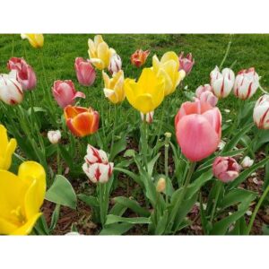Colors of Tulips: A Complete List of Tulip Colors