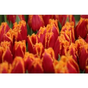Colors of Tulips: A Complete List of Tulip Colors