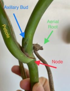 Monstera Node vs Aerial Root: What Differences Sets Them Apart?