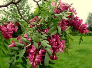 The Pros and Cons of Purple Robe Locust Tree: A Comprehensive Guide