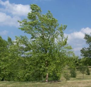 10 River Birch Tree Pros and Cons - Everything You Need to Know