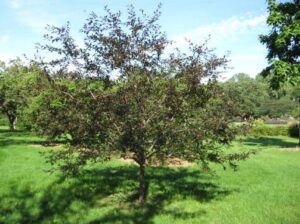 Royal Raindrops Crabapple Tree: The Pros and Cons of Growing this ...