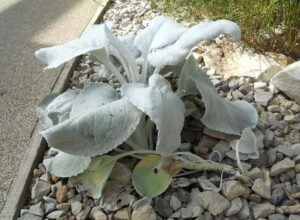 Senecio Angel Wings Plant Problems - Pests and Diseases, Watering ...
