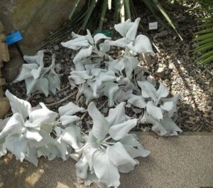 Pruning Senecio Angel Wings Plant - LotusTryO