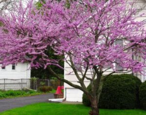 8 Eastern Redbud Tree Pros and Cons – Everything You Need to Know