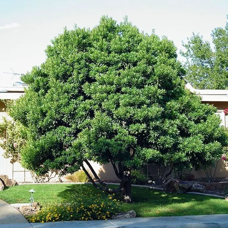 Exploring the Pros and Cons of Japanese Blueberry Trees for Your Garden