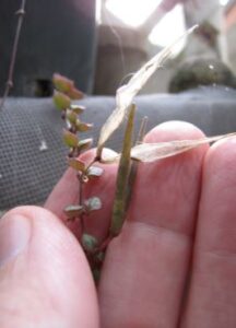 String of Hearts Seed Pods: Propagation, Harvesting, and Growing Guide