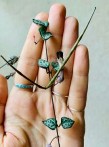 String of Hearts Seed Pods: Propagation, Harvesting, and Growing Guide