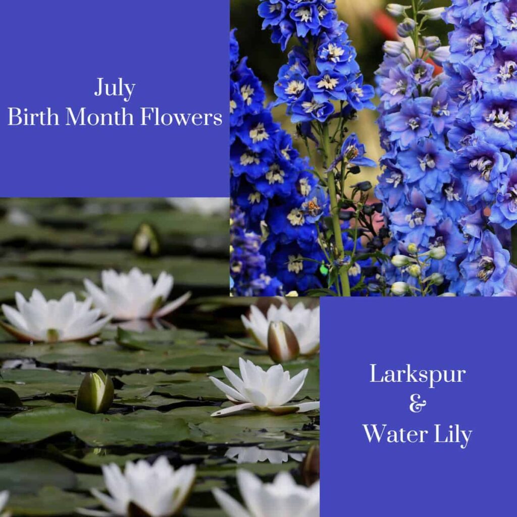 July Birth Flowers: Larkspur And Water Lily (Meanings)