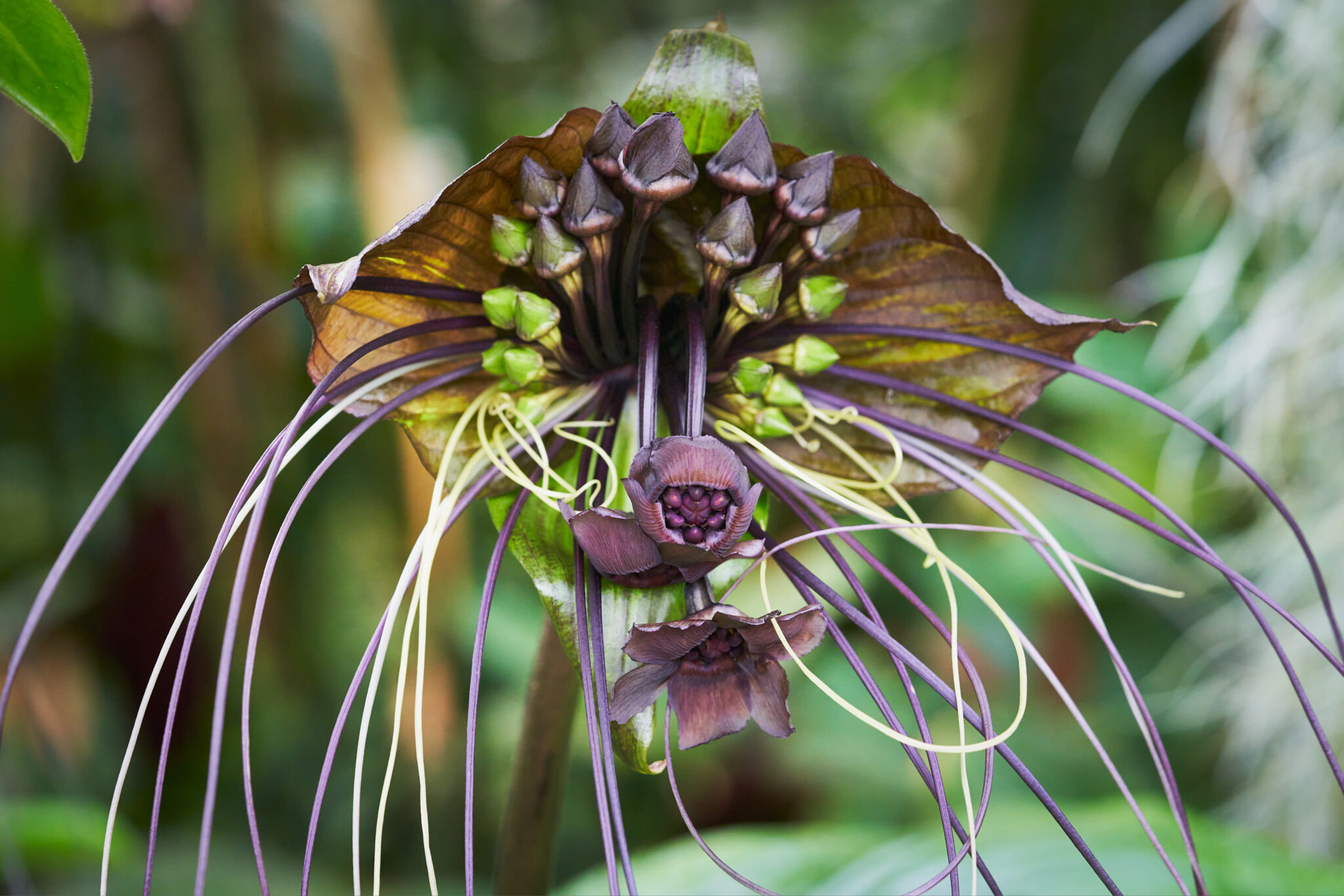 This Black Flower Is Both Beautiful and Creepy—Would You Grow It?