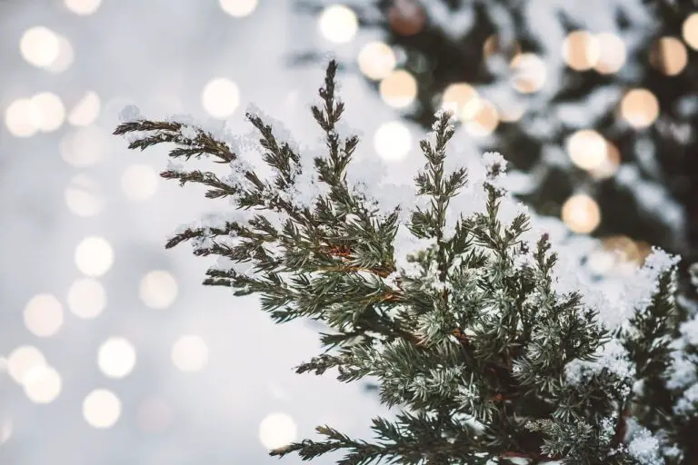 Texas Cedar Trees: Everything You Need to Know About This Icon!