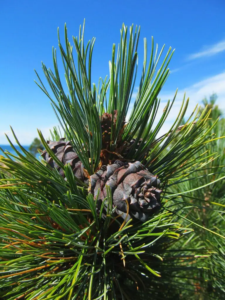 Texas Cedar Trees: Everything You Need to Know About This Icon!