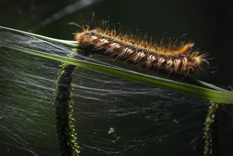 Striped Caterpillar Secrets: Identify These Patterned Crawlers!