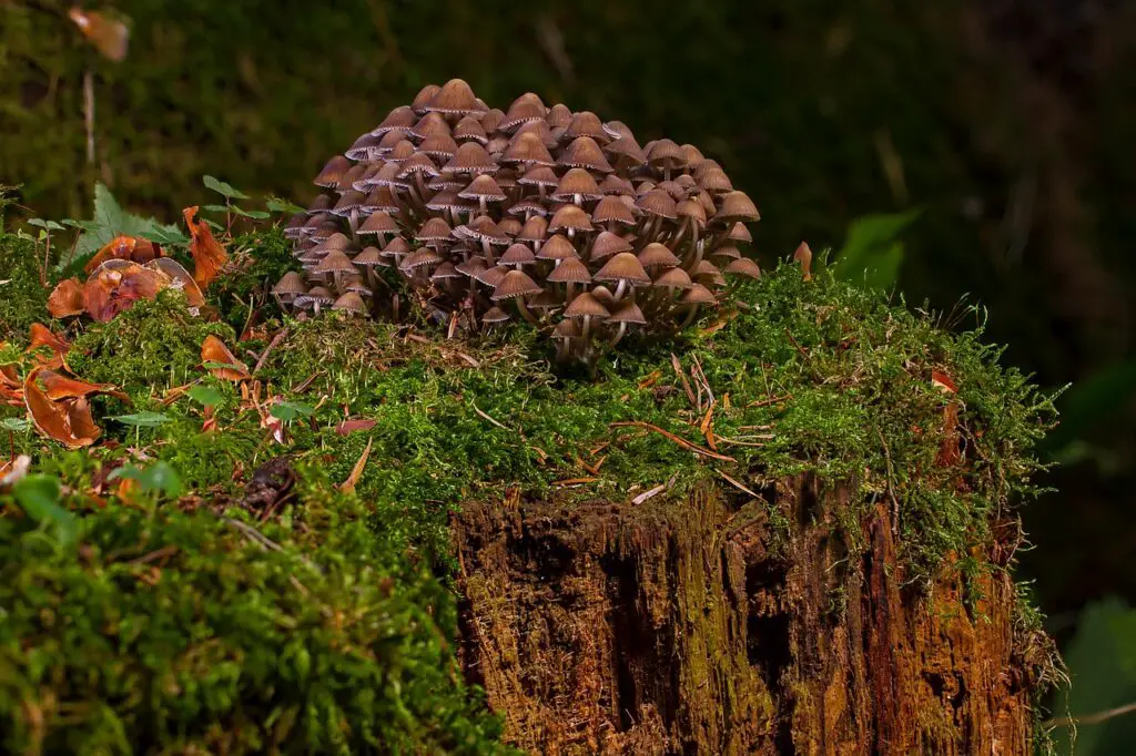 Tree Fungus Treatments That Actually Work and Save Your Trees