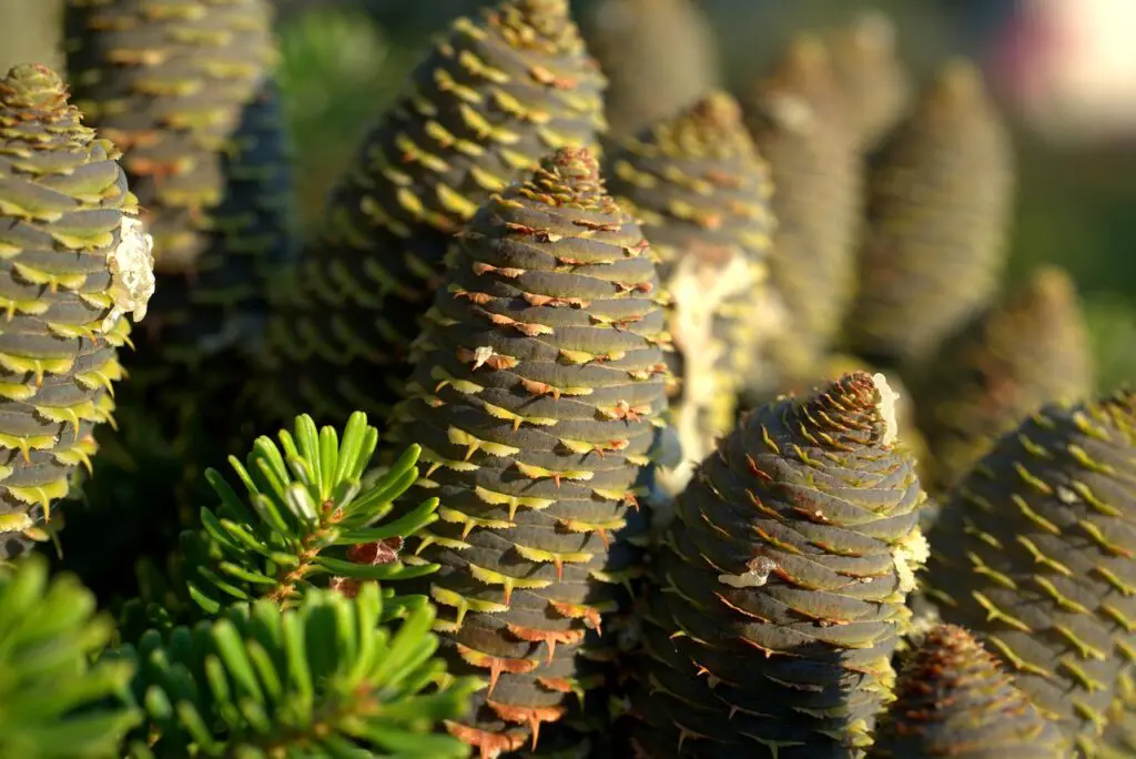Why Spruce Trees Are the Ultimate Choice for Year-Round Beauty
