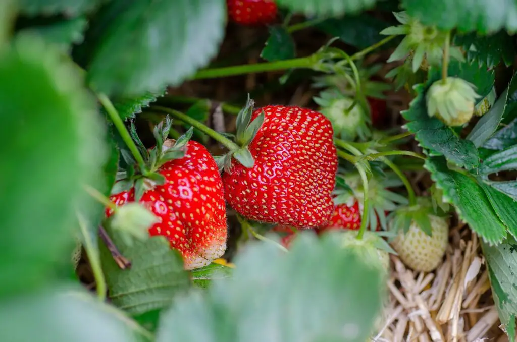 Winterizing Strawberry Plants: Your Guide to Overwinter Protection