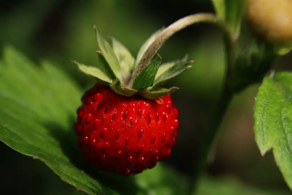 Strawberry Leaves Issues: Identification and Treatment Guide