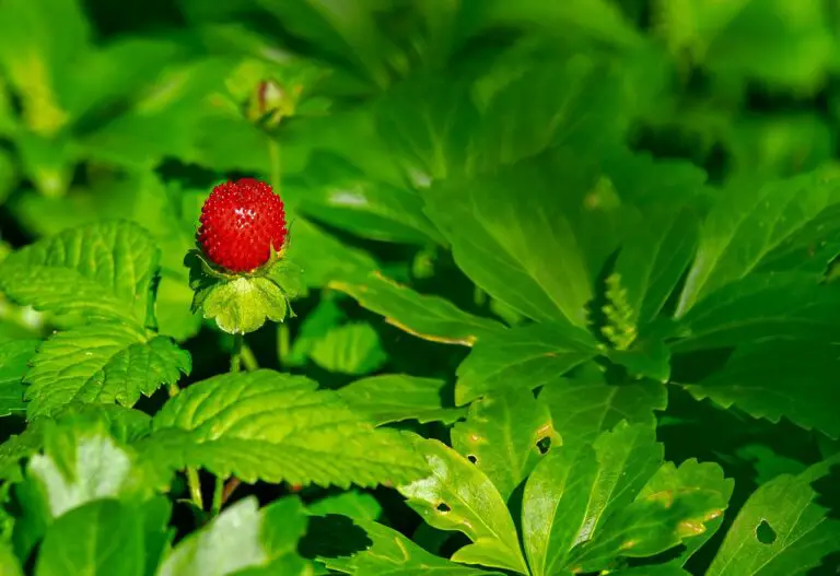 Strawberry Leaves Issues: Identification and Treatment Guide