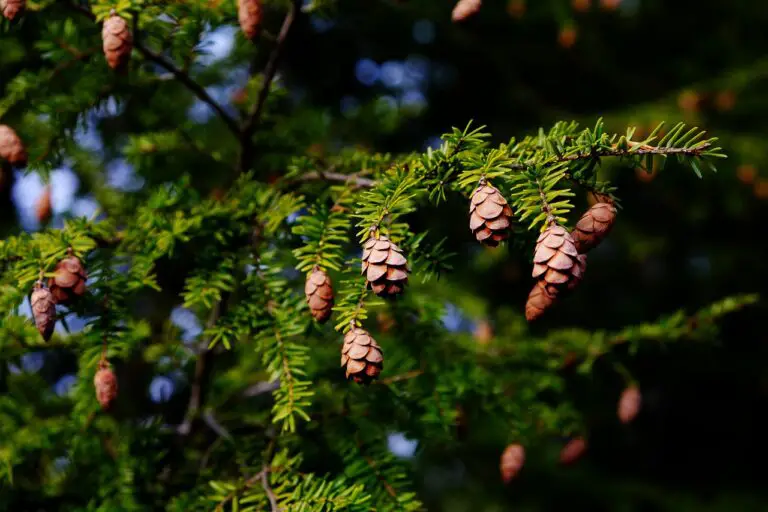 Eastern Hemlock vs Western Hemlock: Identifying Key Differences
