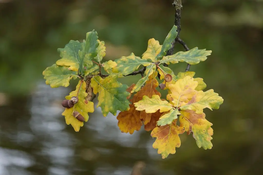 Acorn Season When Do Oak Trees Drop Their Seeds