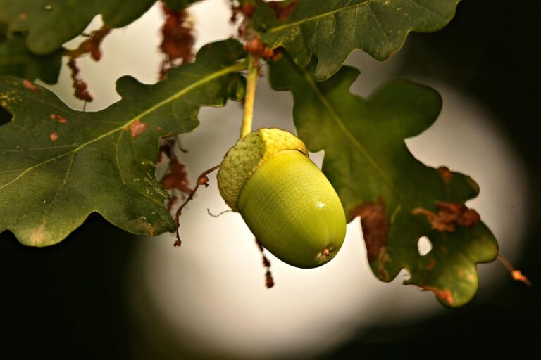 Oak Tree Bloom Cycle Understanding Pollination and Timing